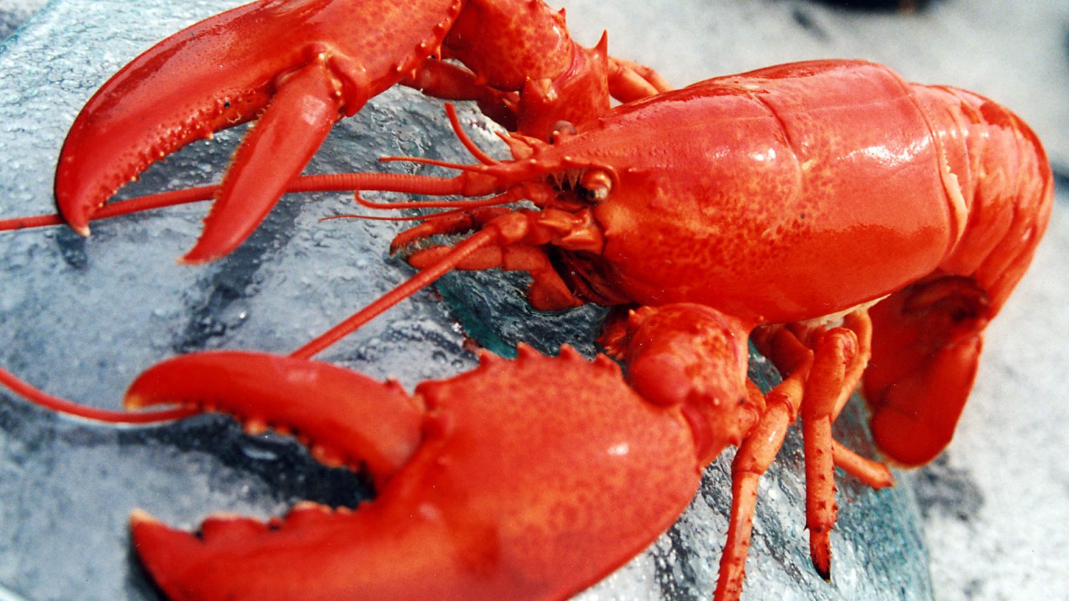 Daley Seafoods | World-Renowned North Atlantic Seafood